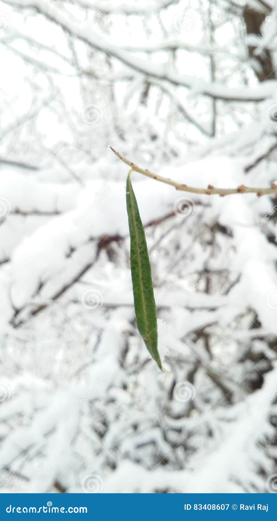 A single Leaf stock image. Image of branch, winter, single - 83408607
