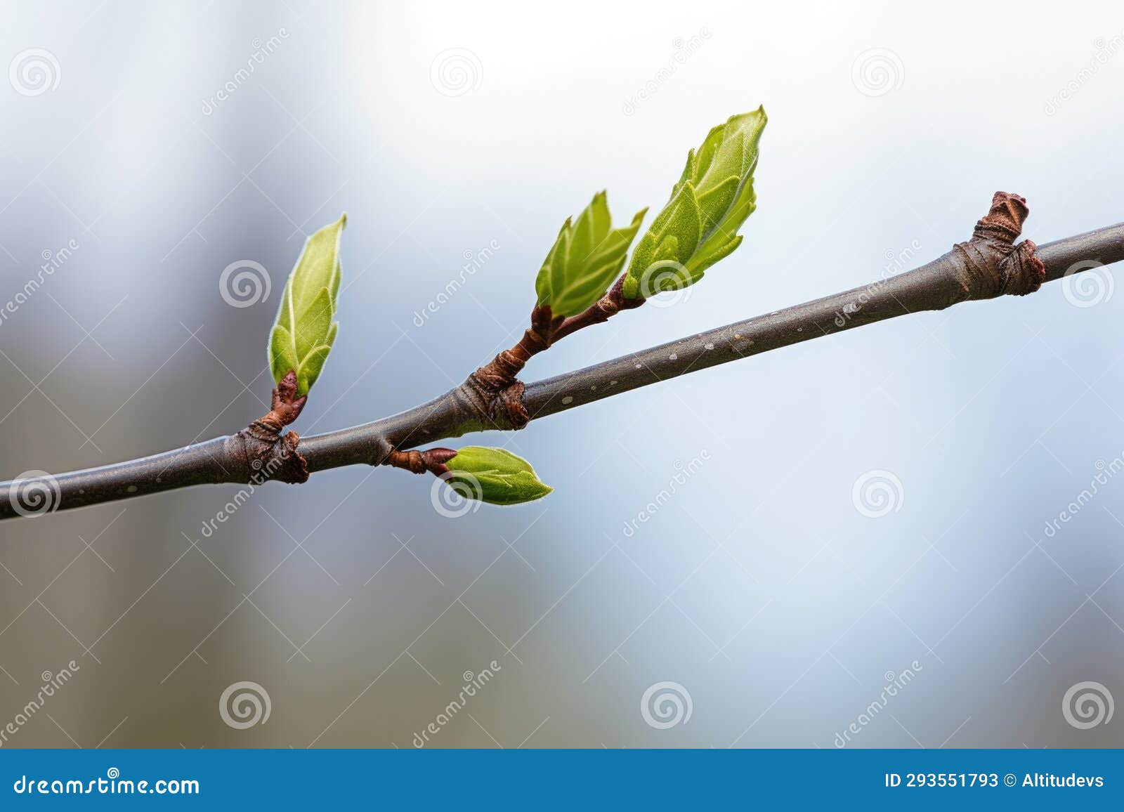 Single Leaf Budding on Barren Tree Branch Stock Image - Image of ...