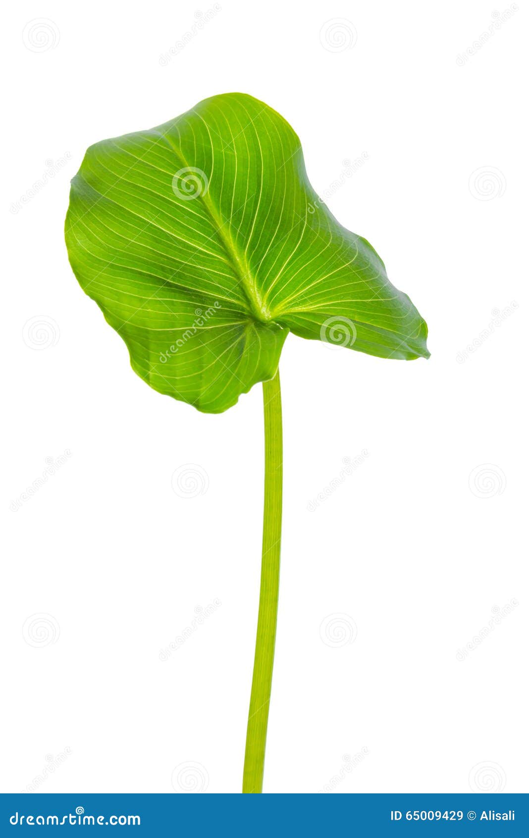 Single Leaf of Calla Lily Flower is Isolated on White Background Stock ...