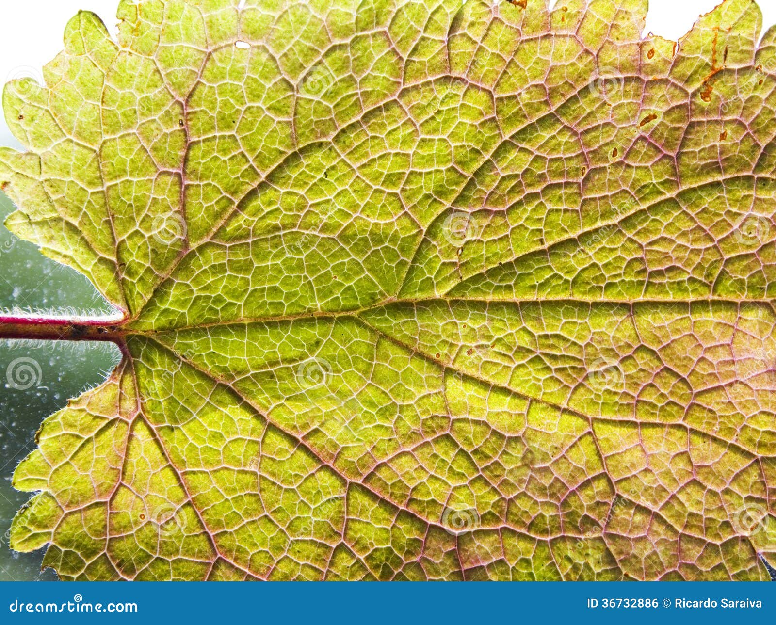 Single leaf close up stock photo. Image of backgrounds - 36732886
