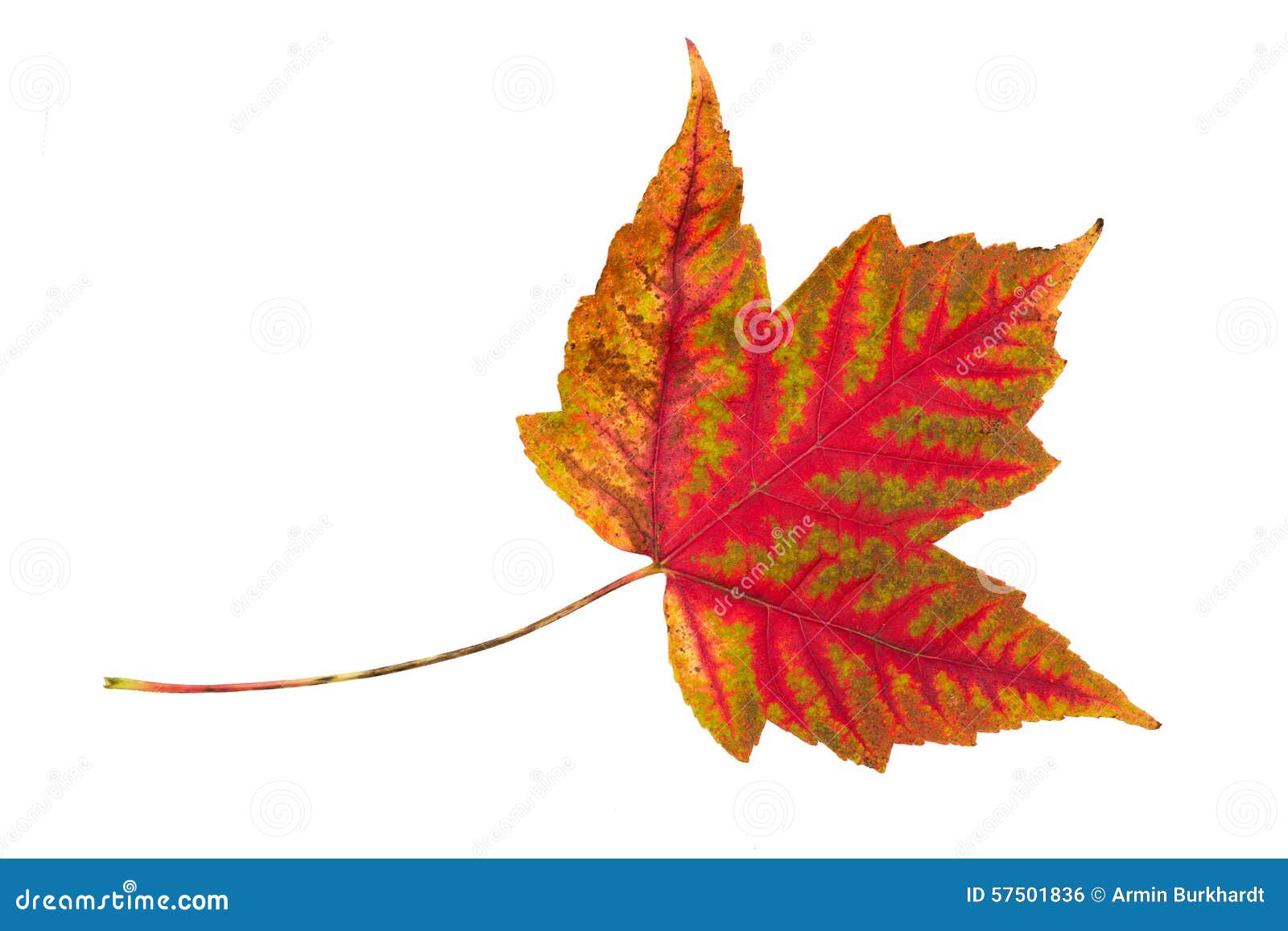 Single Leaf Collection Maple Stock Photography | CartoonDealer.com ...