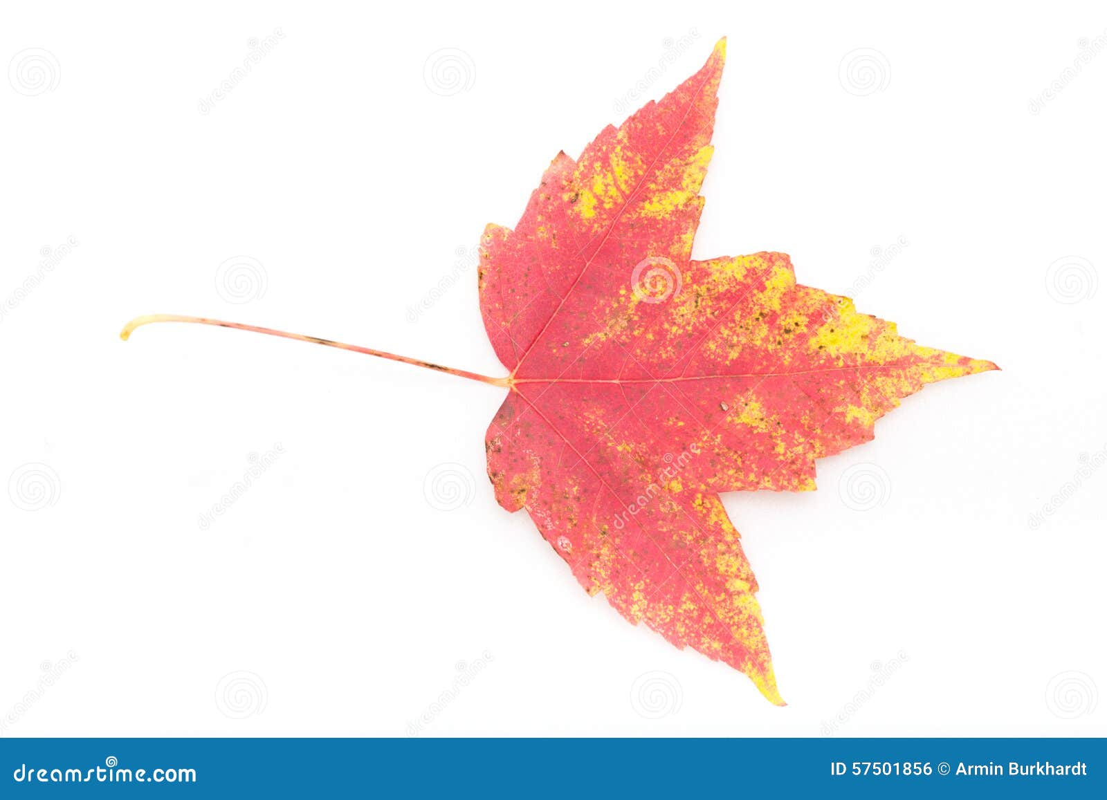 Single Leaf Collection Maple Stock Photo - Image of closeup, background ...