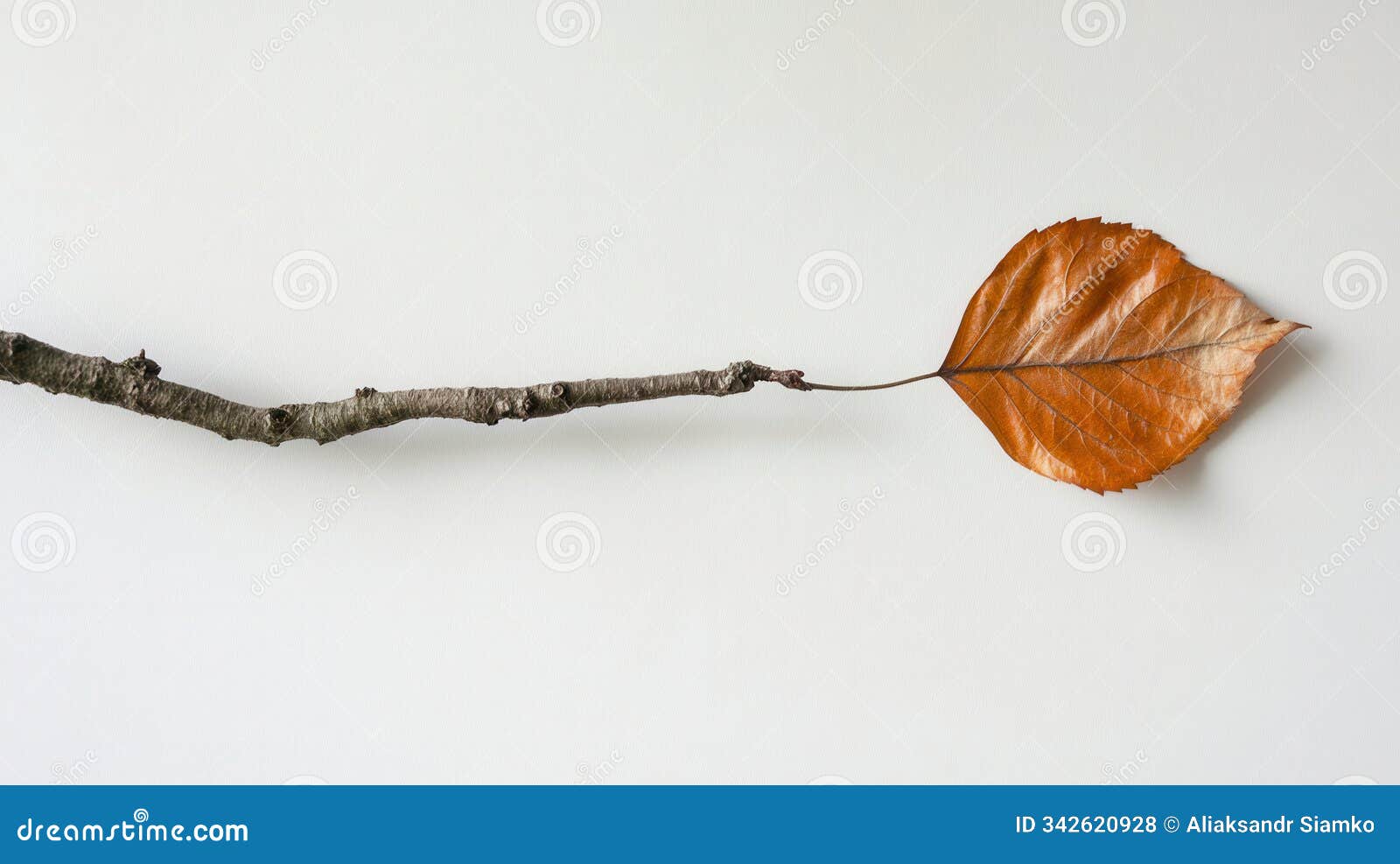 Single Leaf Dangling from Tree Branch Design Stock Illustration ...