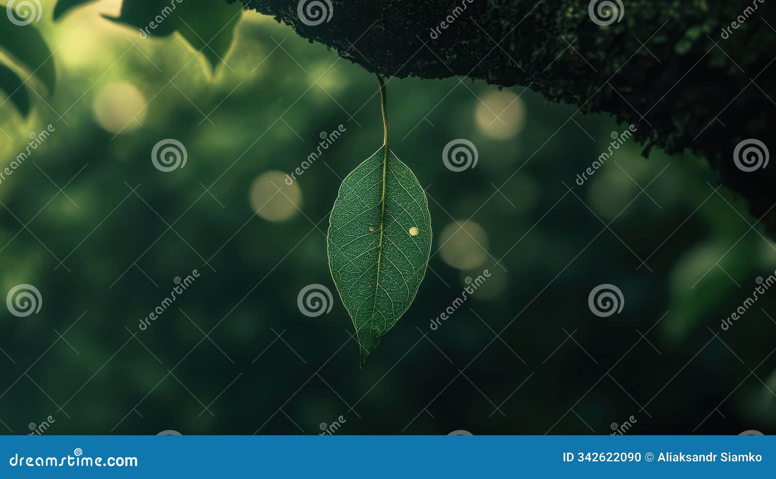 Single Leaf Dangling from Tree Branch Design Stock Illustration ...