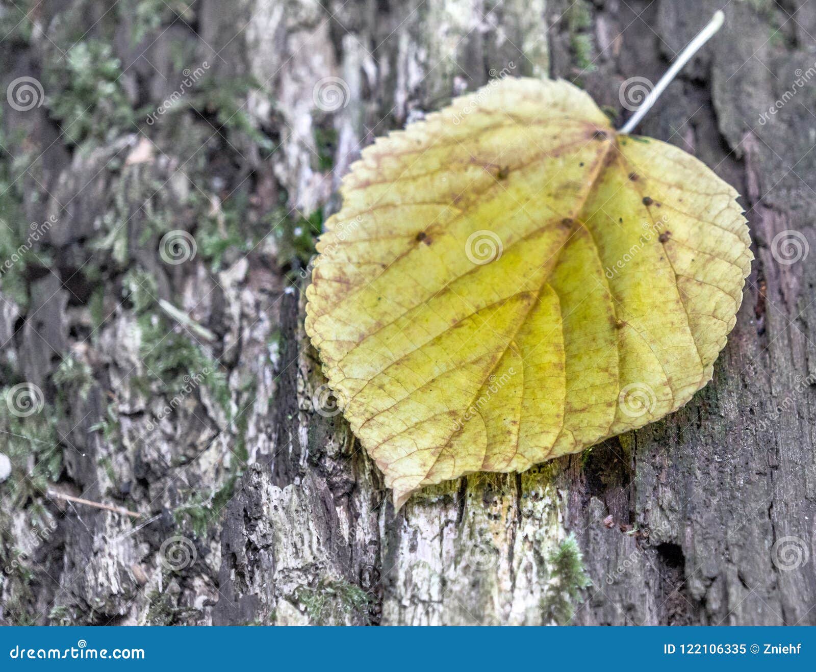 Single Leaf Fallen from a Tree on the Bark of a Tree, Peaceful and ...