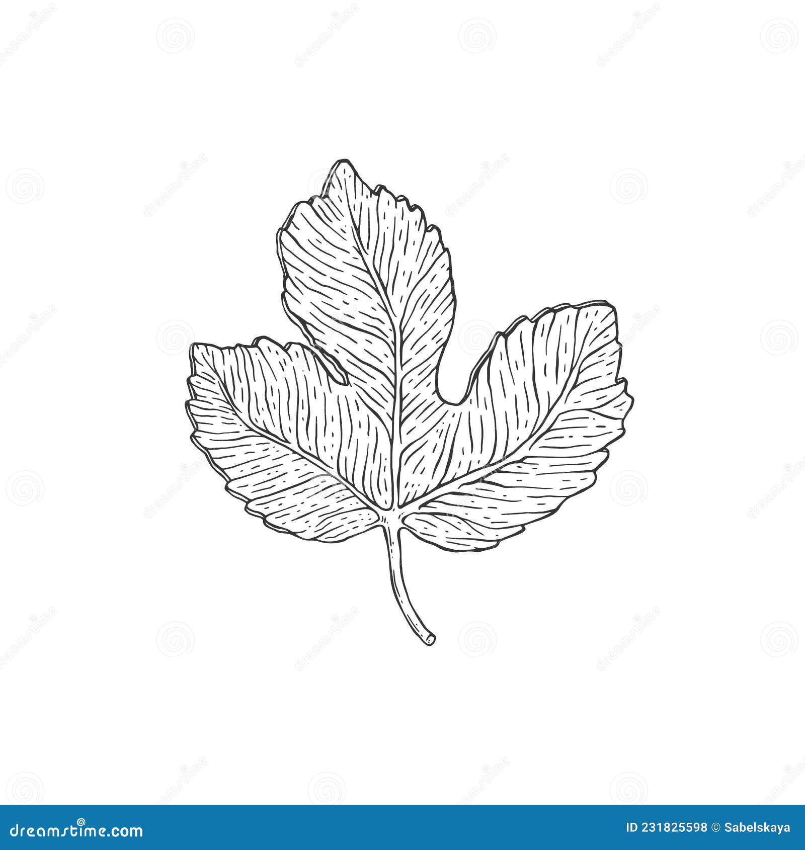 Single Leaf of Fig Tree in Hand Drawn Etched Style Vector Illustration ...