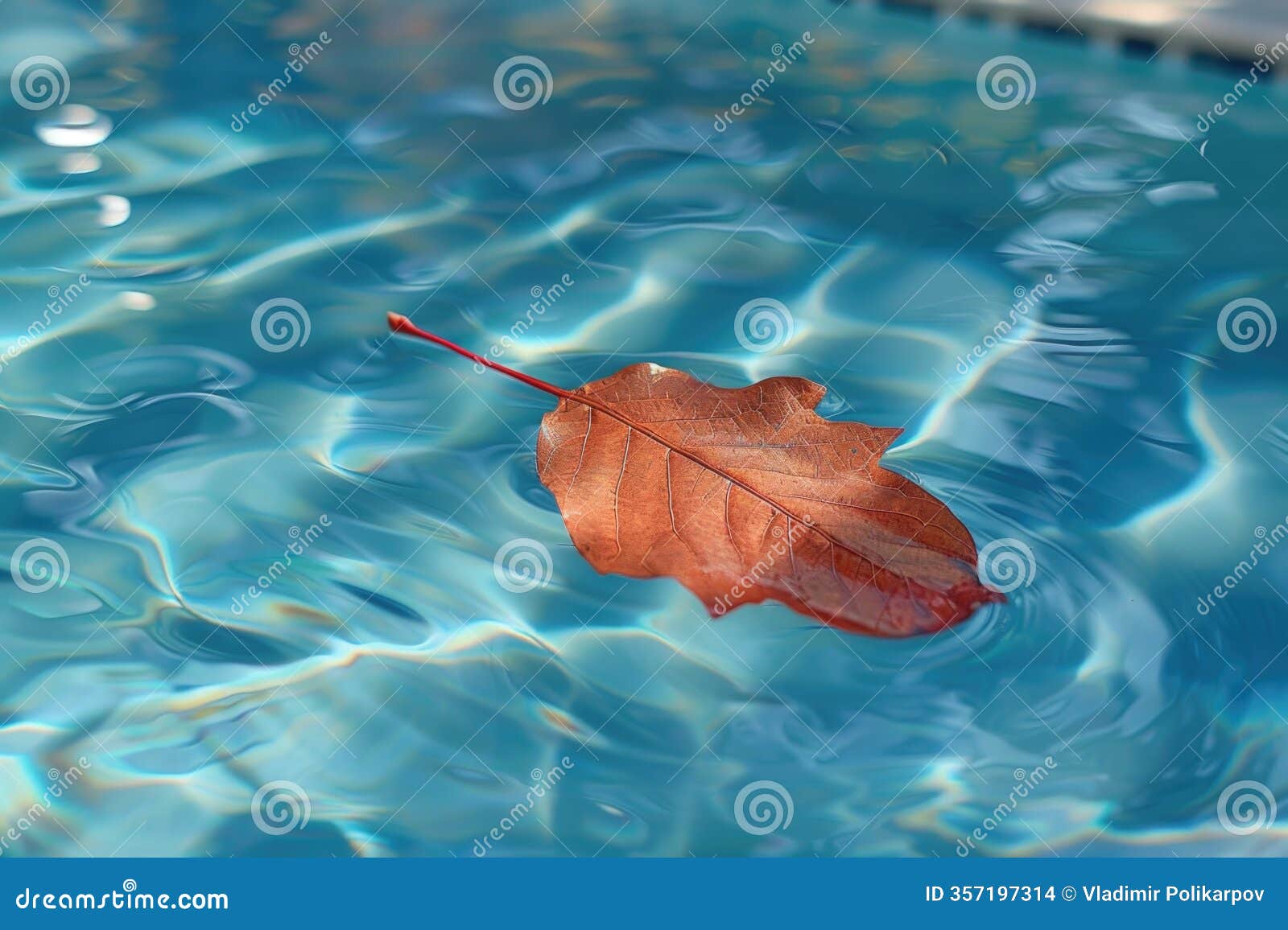A Single Leaf Floats on the Surface of a Still Pool of Water Stock ...