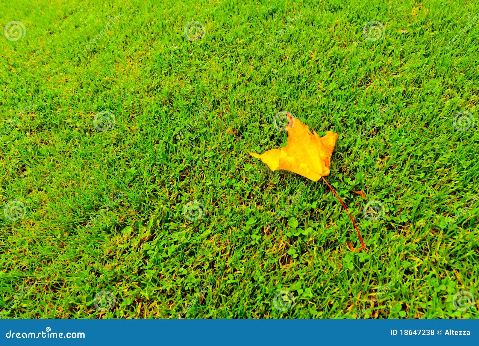Single Leaf on Grass in Autumn Colours Stock Photo - Image of grass ...