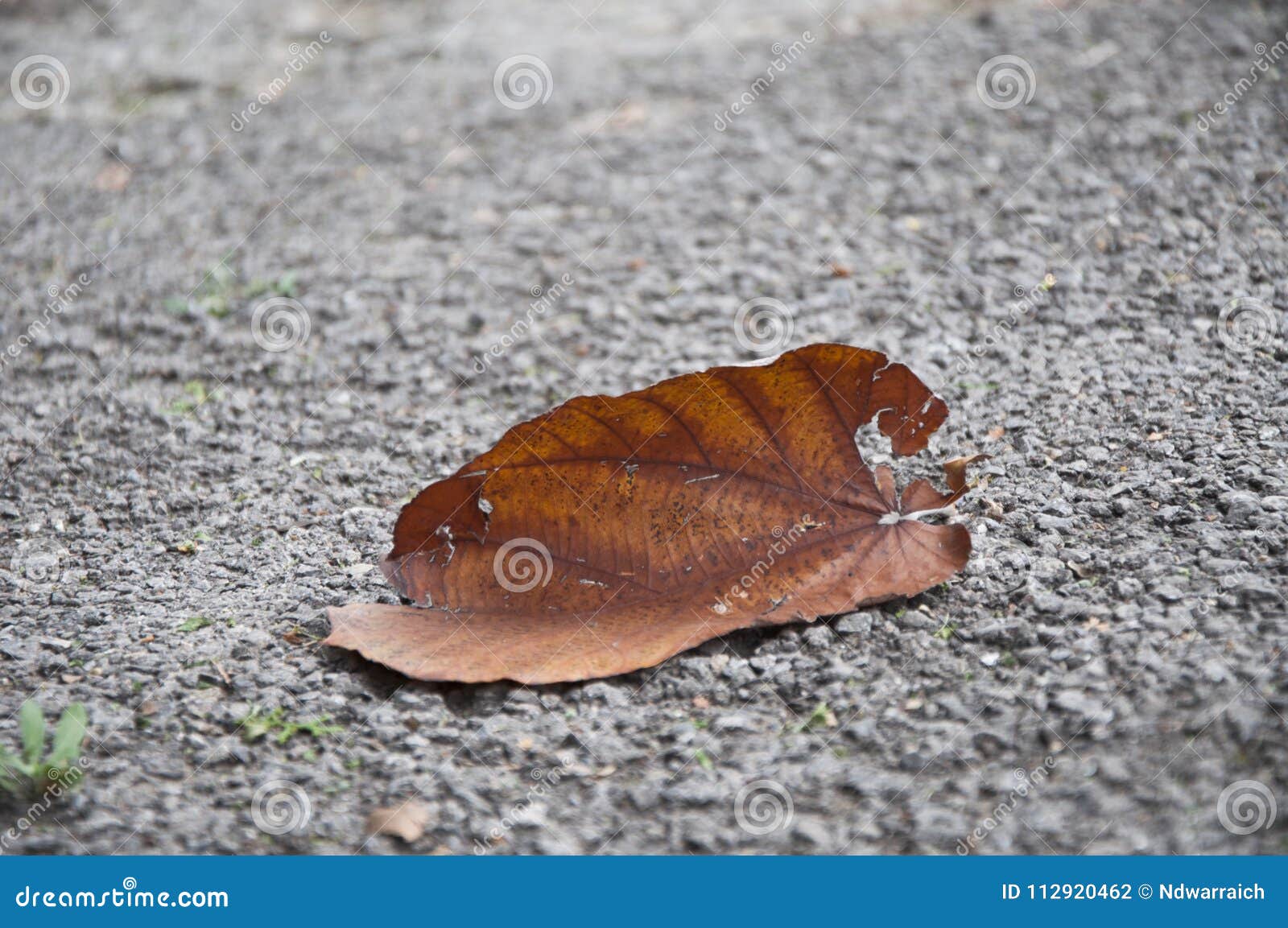 A Single Leaf on the Ground Stock Photo - Image of maple, october ...