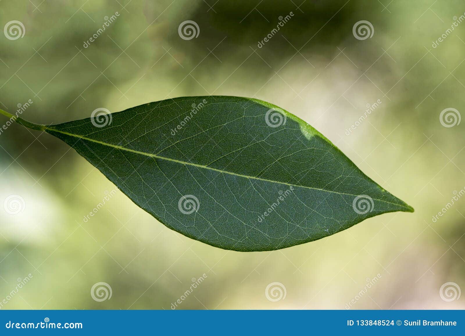 A Single Leaf Isolated in the Field Background Stock Photo - Image of ...