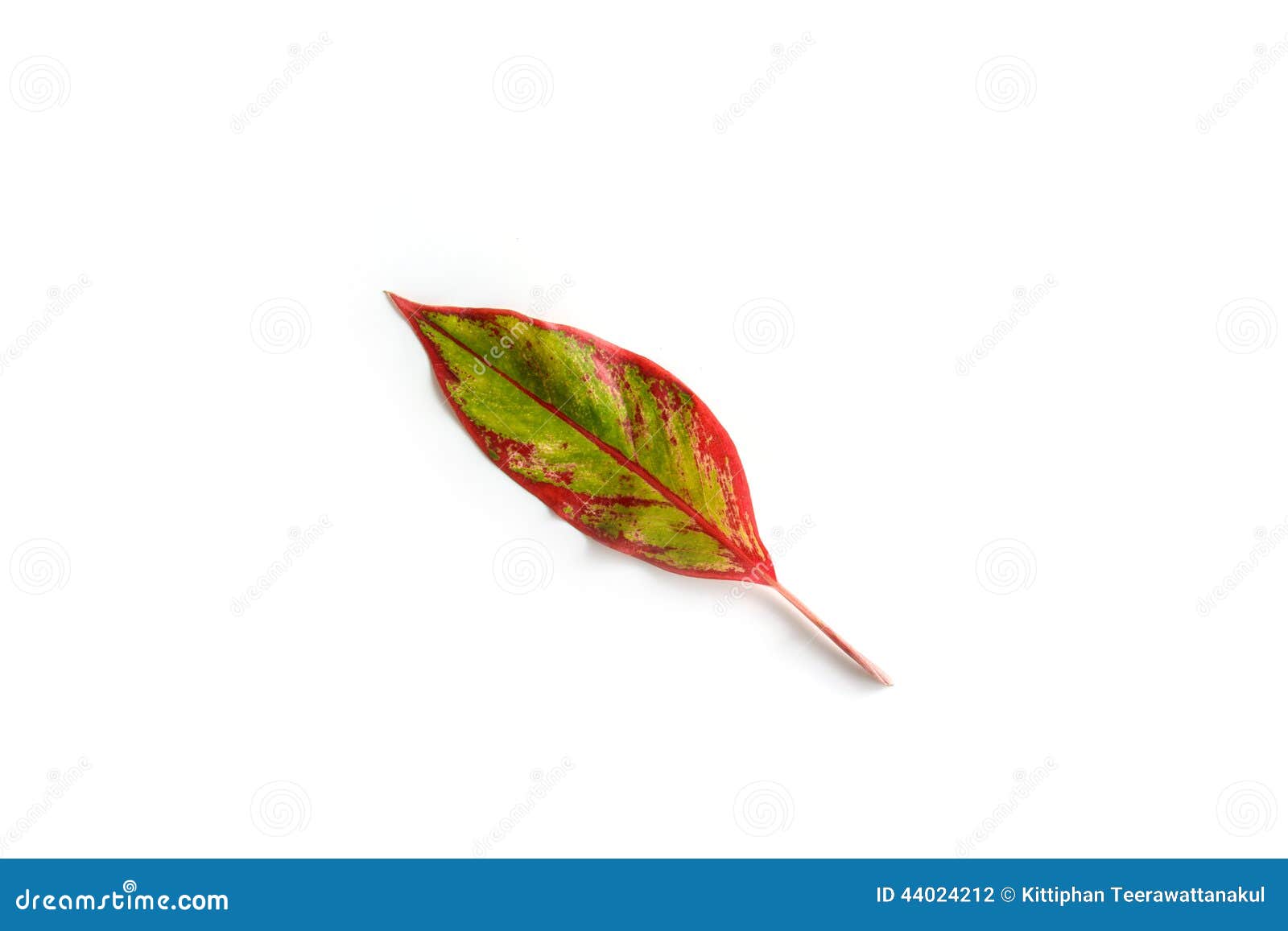 Single leaf isolated stock photo. Image of flora, colorful - 44024212