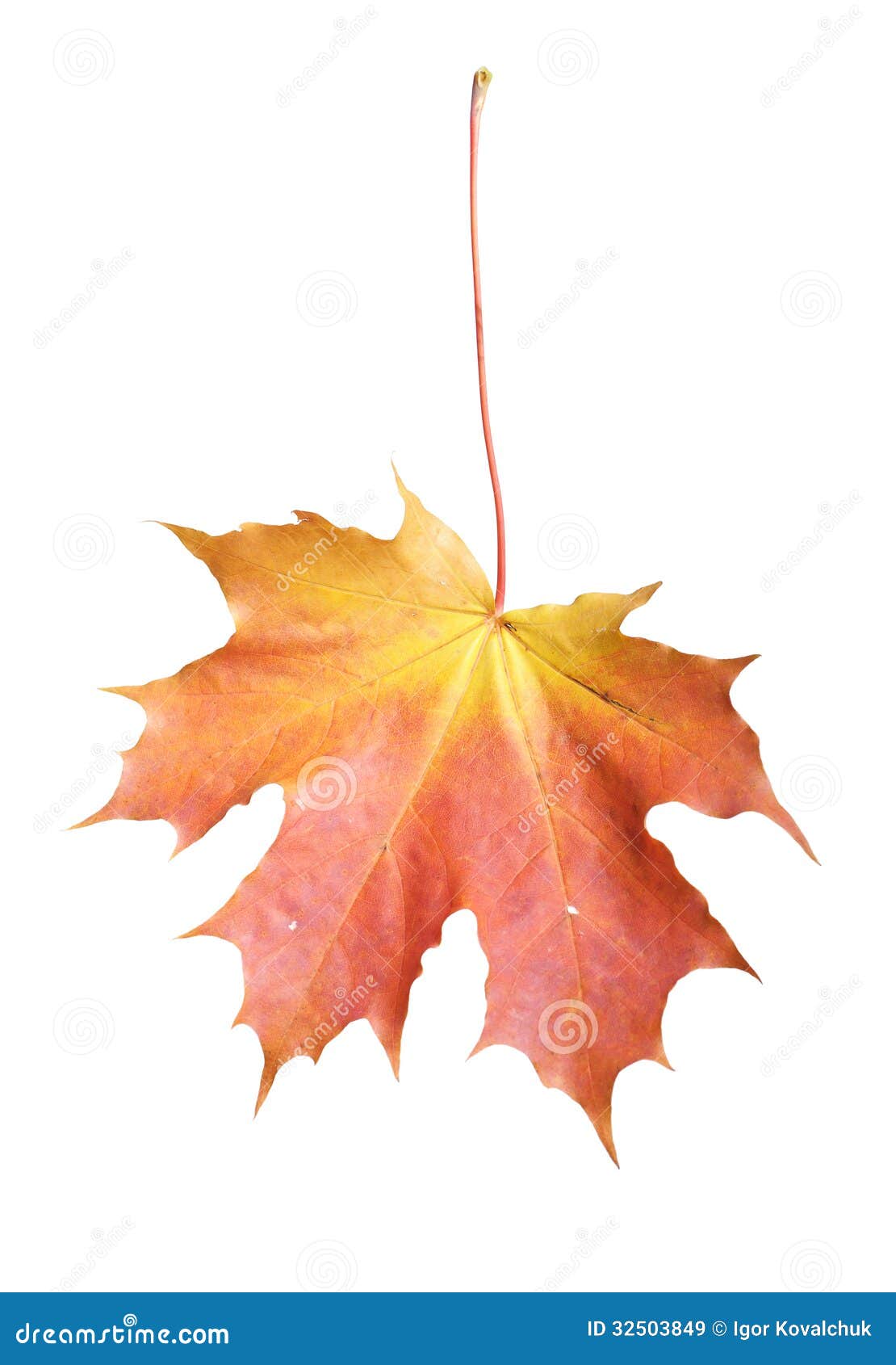 Single Leaf Collection Maple Stock Photography | CartoonDealer.com ...