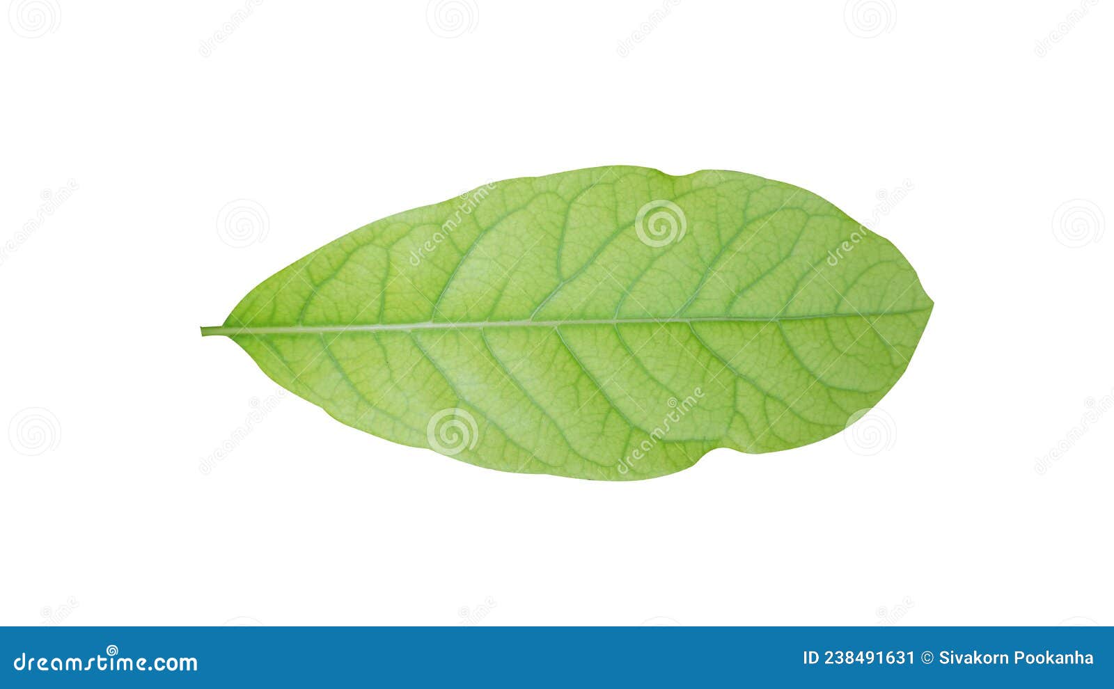Single Leaf Isolated on White Background for Illustration or Other ...