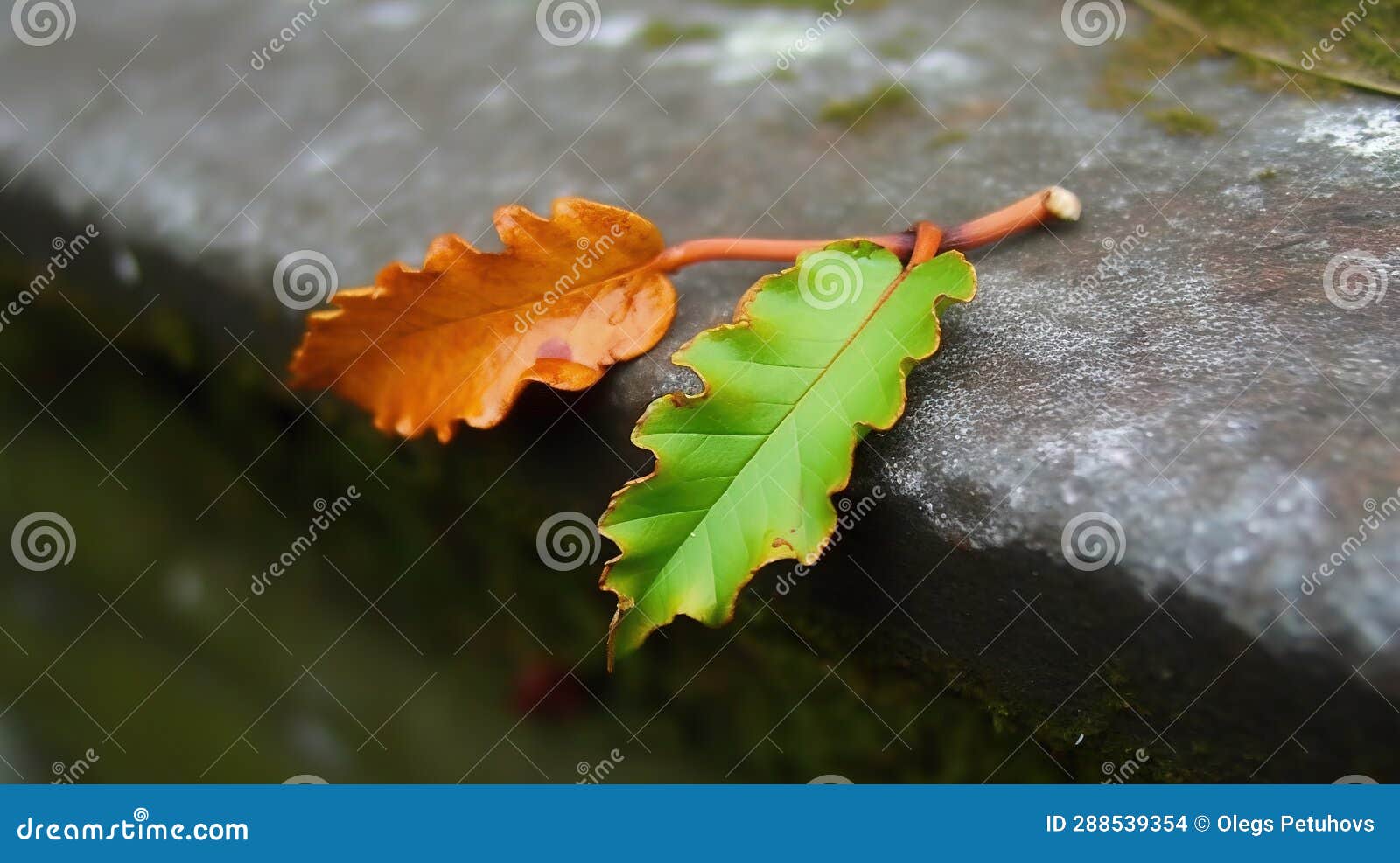 A Single Leaf is Laying on a Stone Wall with Moss Growing on it S Sides ...