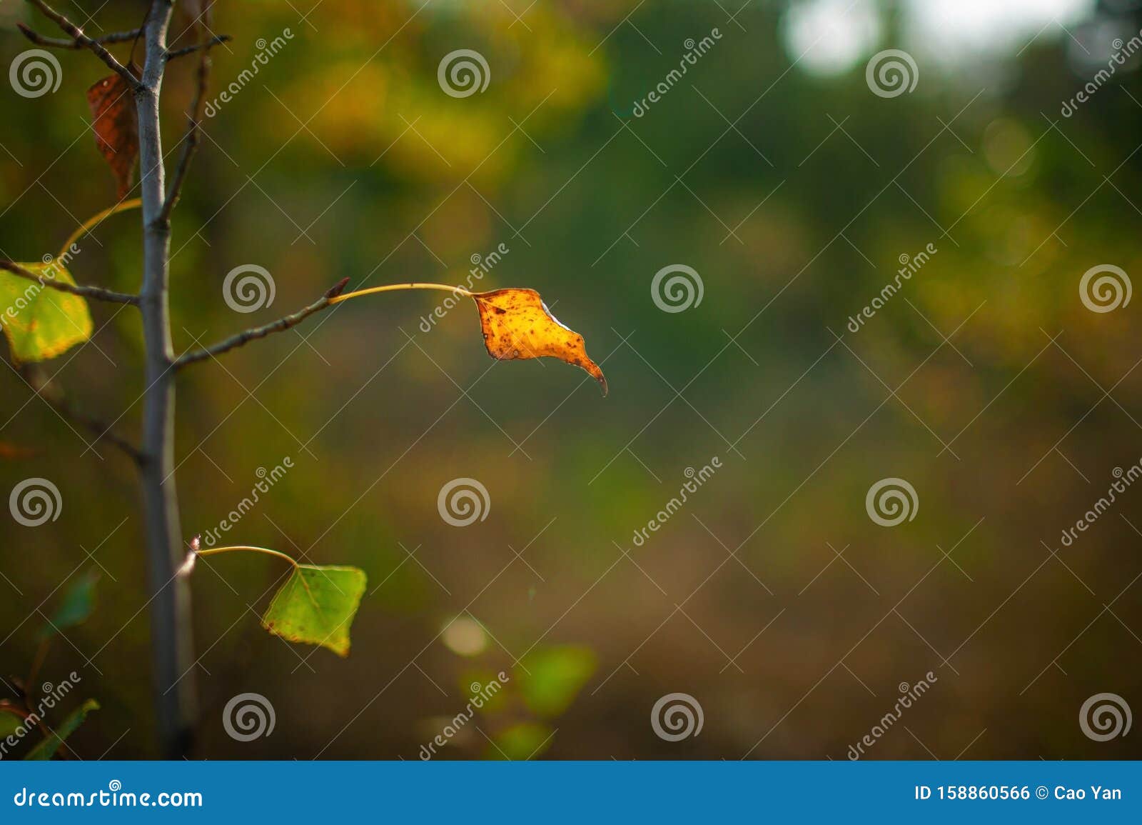Single Leaf Left on a Tree Branch in Autumn. Stock Photo - Image of ...