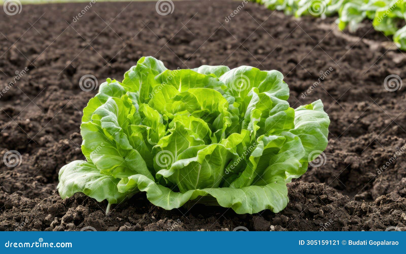 A Single Leaf of Lettuce Growing in the Dirt Stock Illustration ...