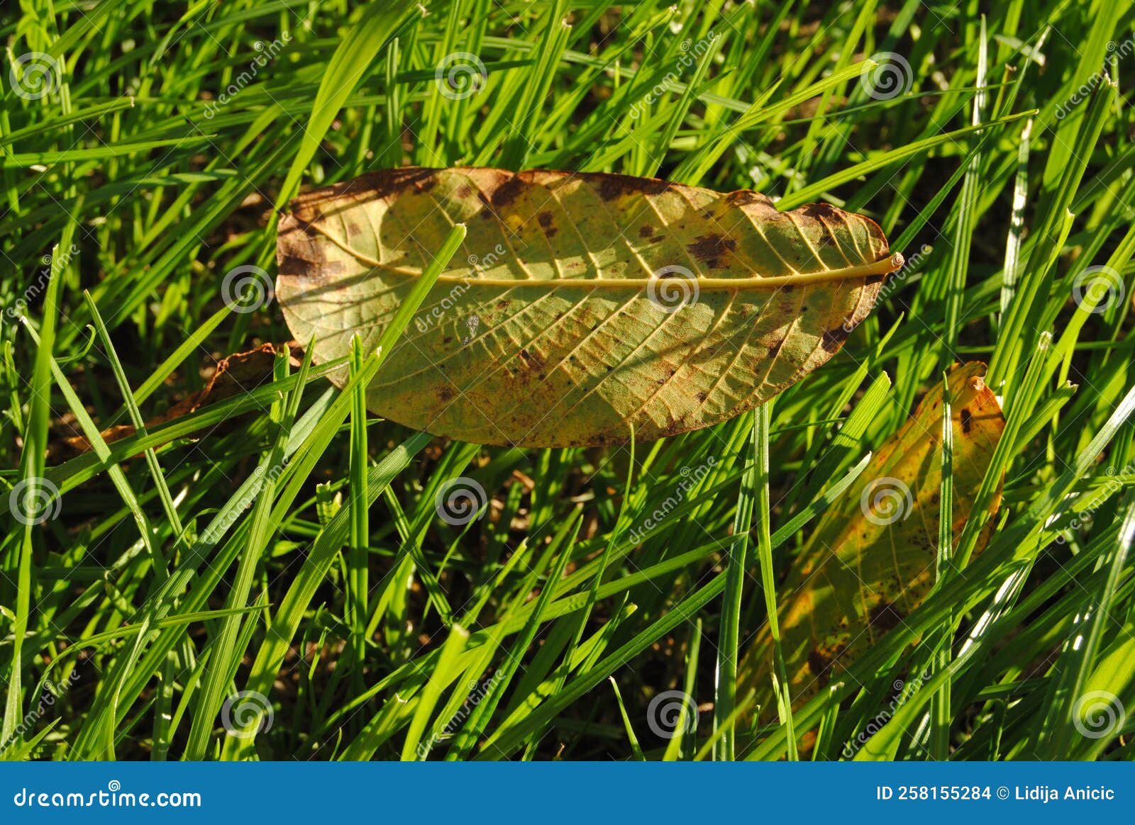 Fallen leaf stock photo. Image of green, leaf, fallen - 258155284