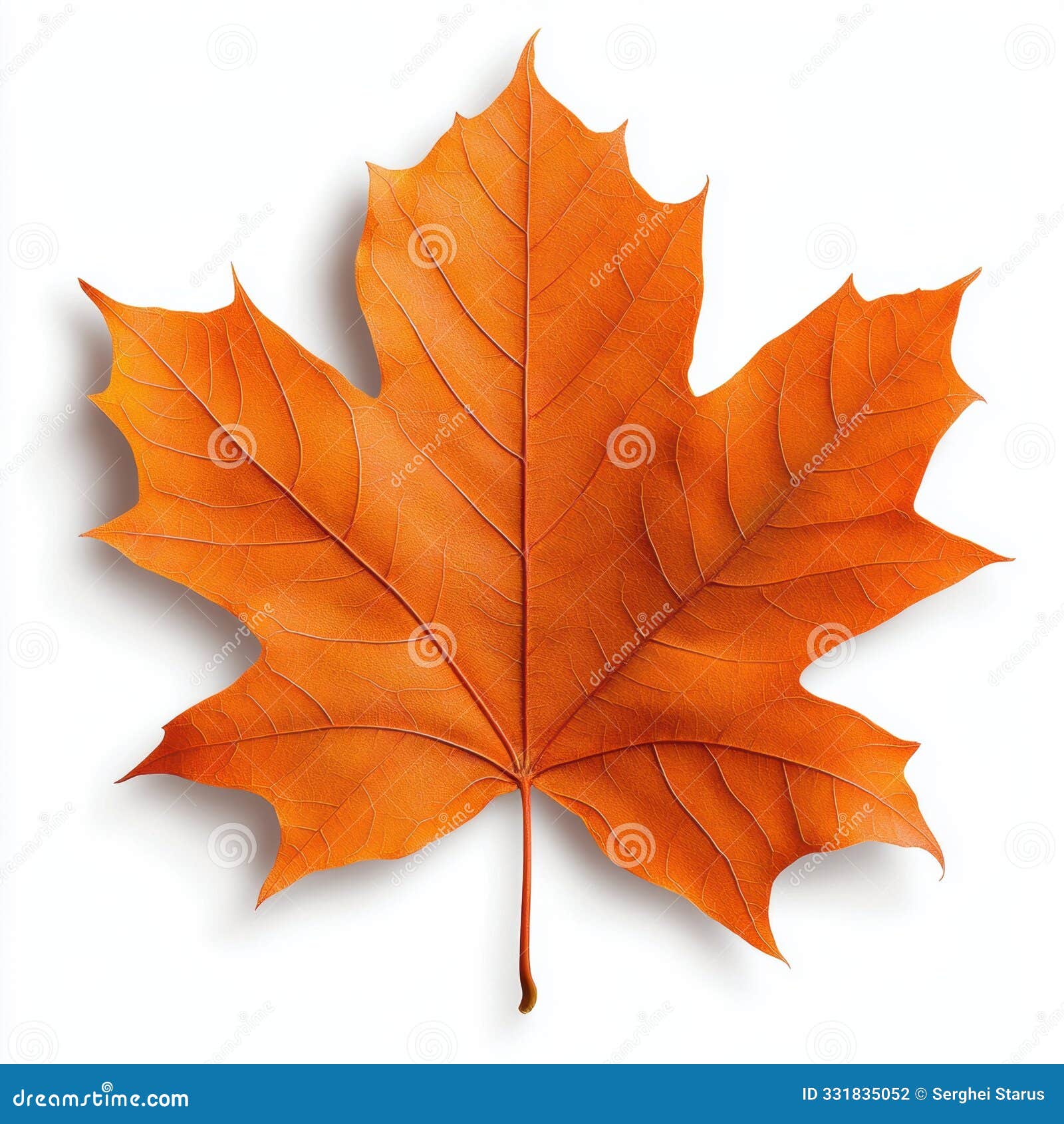 A Single Leaf of a Maple Tree is Shown on White Background, AI Stock ...