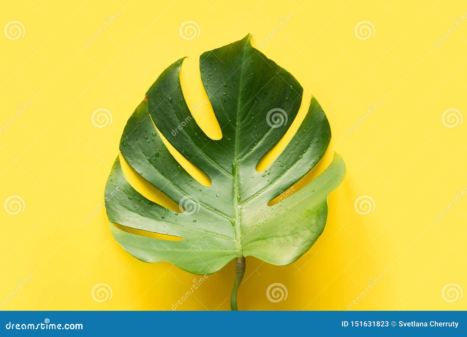 Single Leaf of Monstera on Yellow. Close Up, Isolated with Copy Space ...