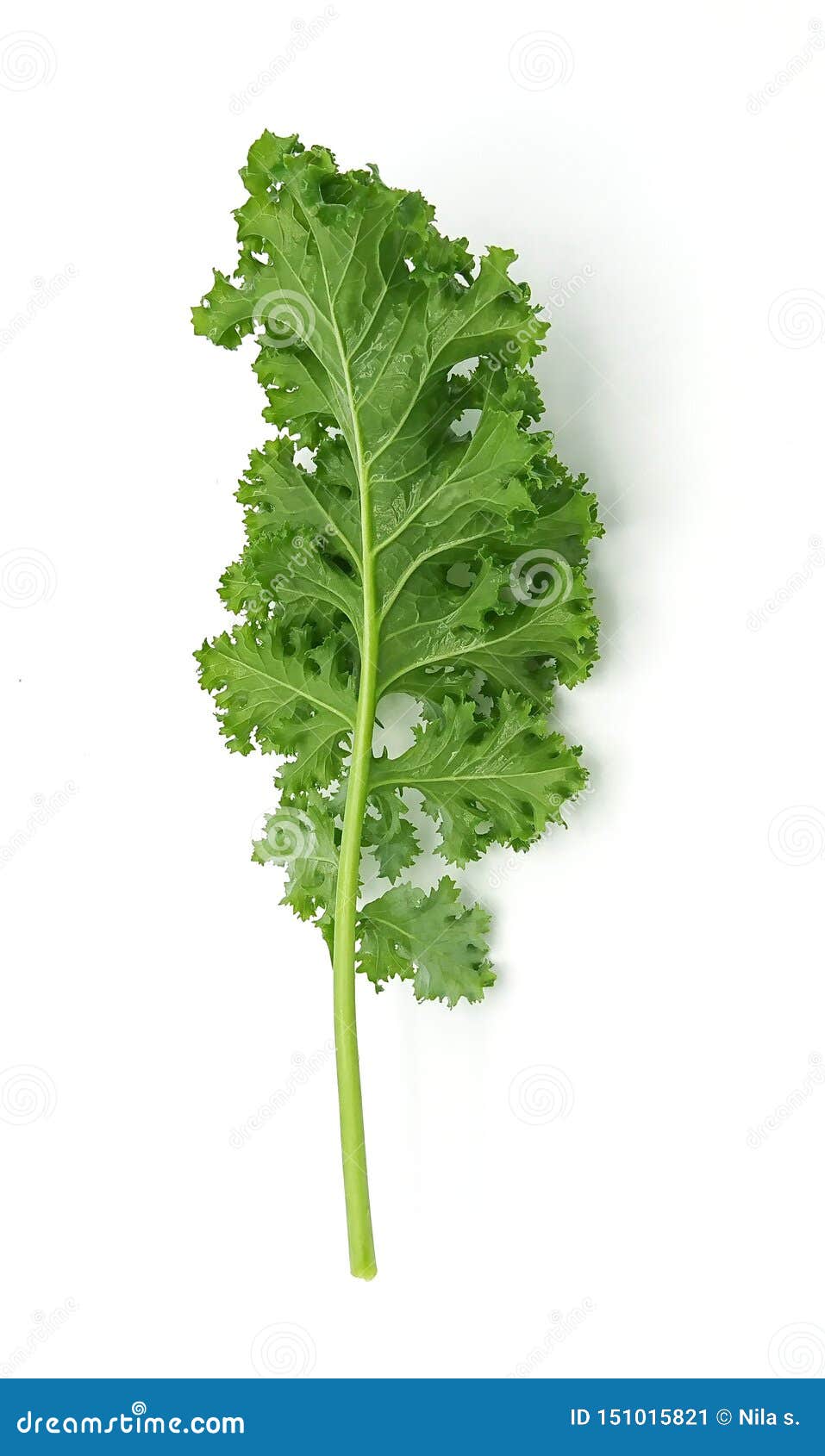 Single Leaf of Green Kale on White Background Stock Image - Image of ...
