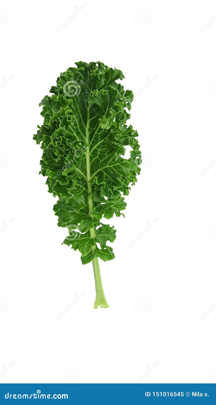 Single Kale Leaf