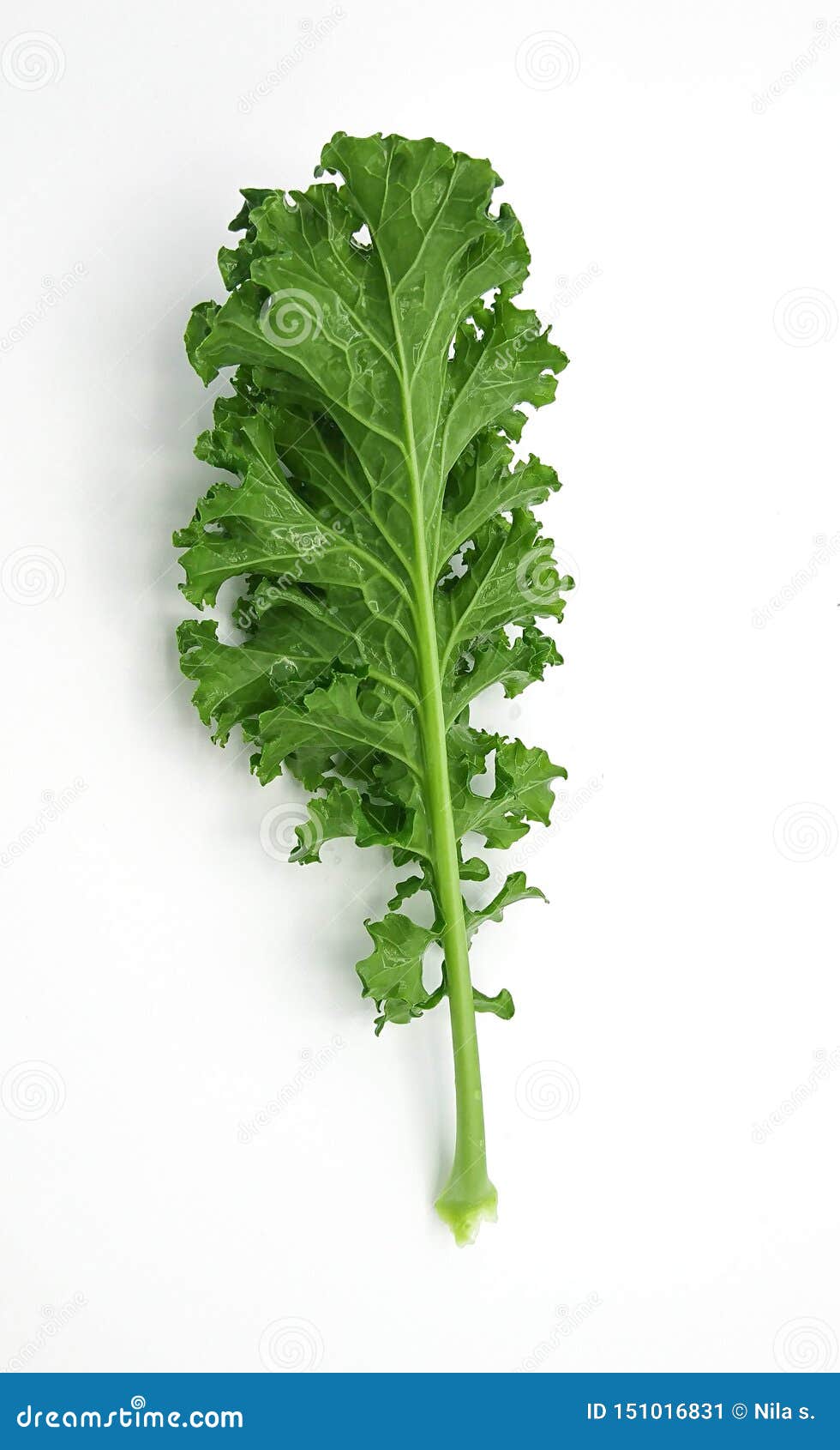 Single Kale Leaf