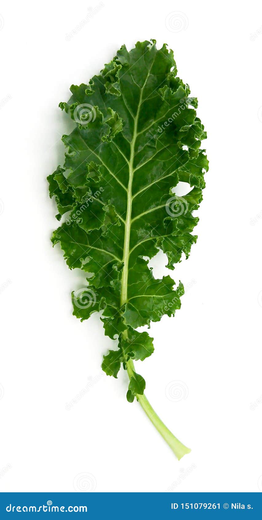 Single Leaf of Organic Green Kale on White Background Stock Image ...