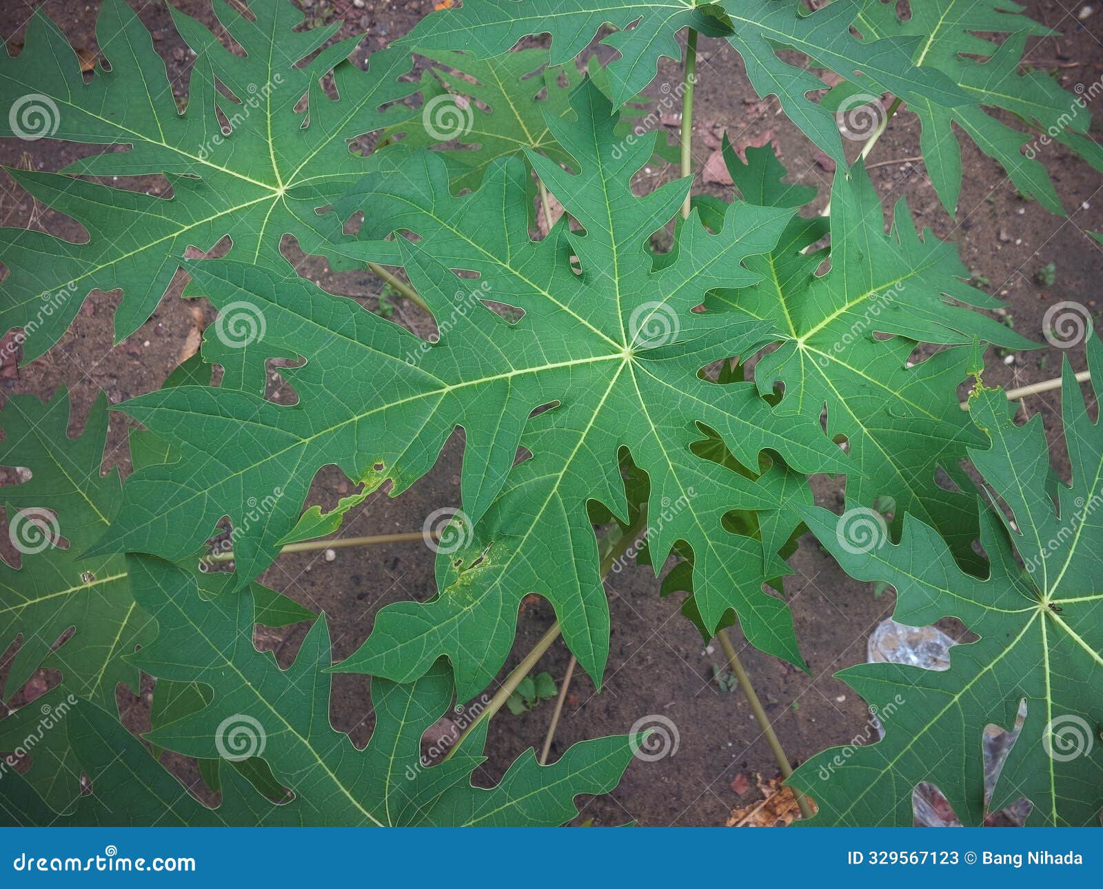 Single Leaf of the Papaya Plant Stock Image - Image of leaf, nature ...