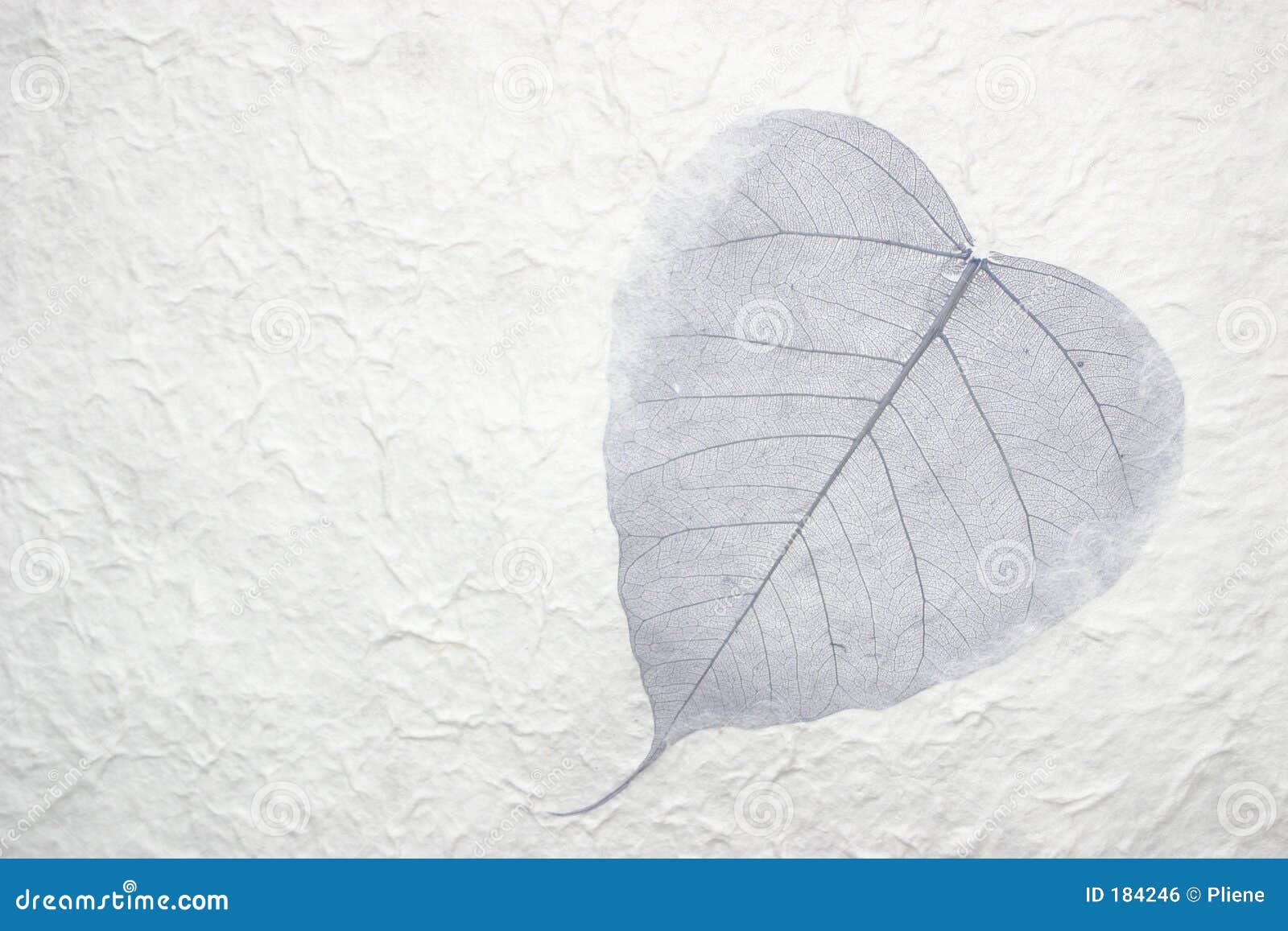 Single leaf in paper stock photo. Image of harmony, calmth - 184246