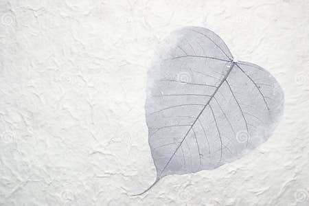 Single leaf in paper stock photo. Image of harmony, calmth - 184246