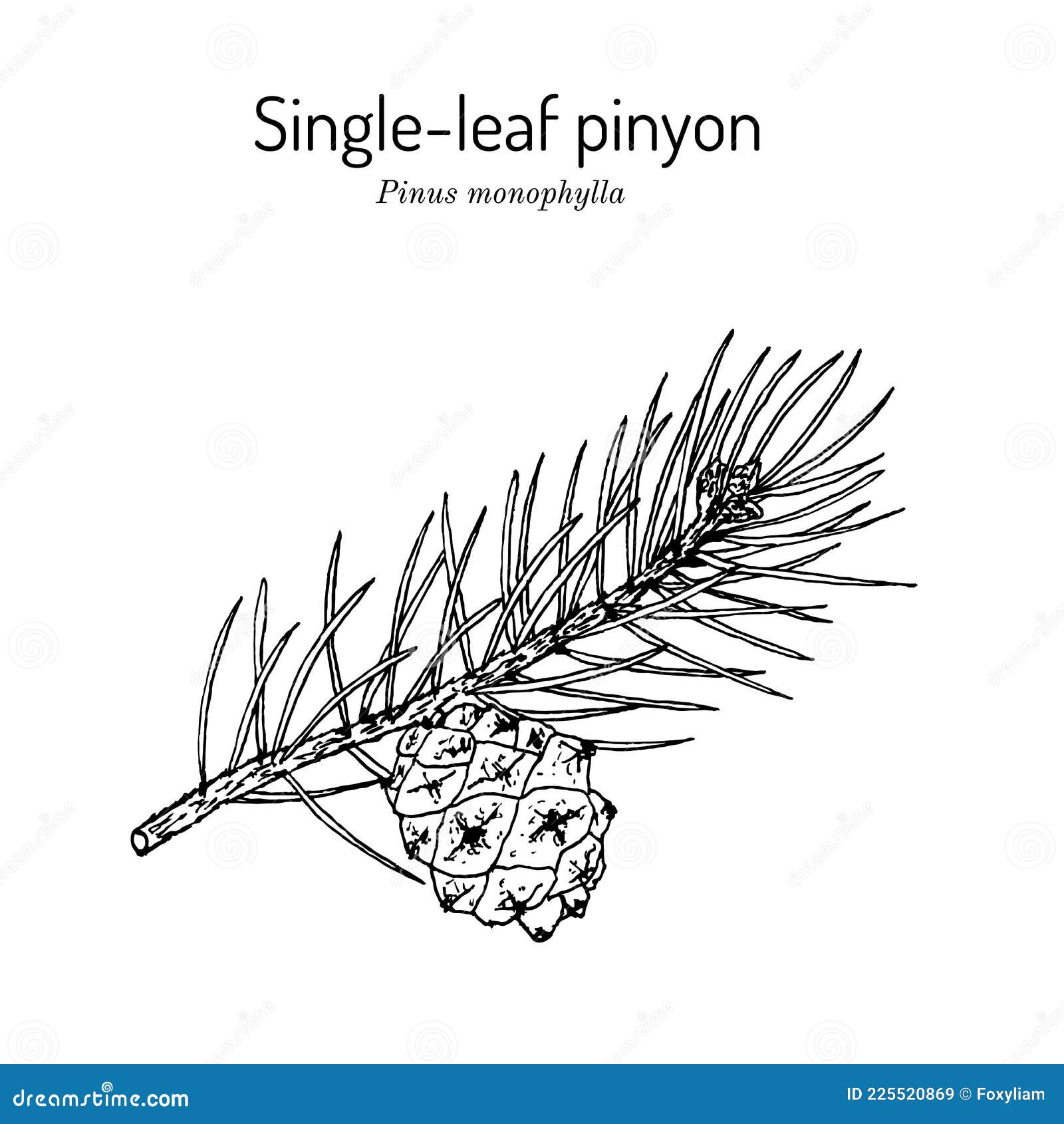 Single-leaf Pinyon Pinus Monophylla , State Tree of Nevada Stock Vector ...