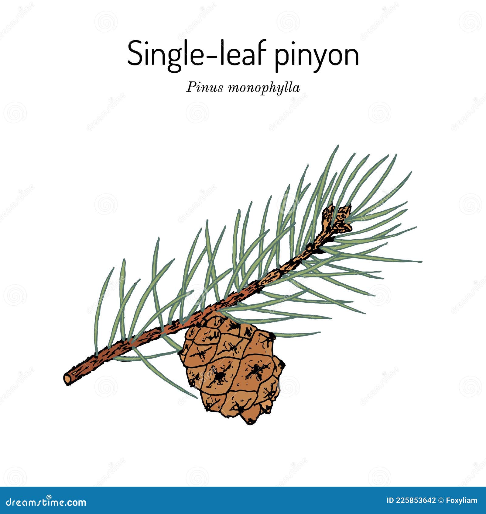 Single-leaf Pinyon Pinus Monophylla , State Tree of Nevada Stock Vector ...