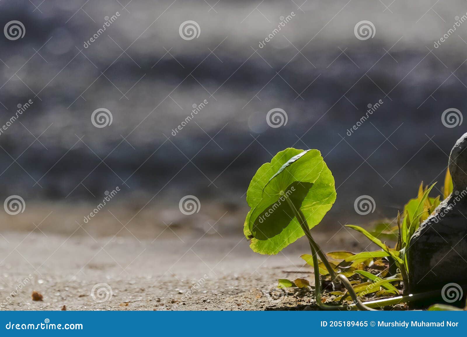 Single Leaf Plants on the Ground Stock Image - Image of green, sunlight ...