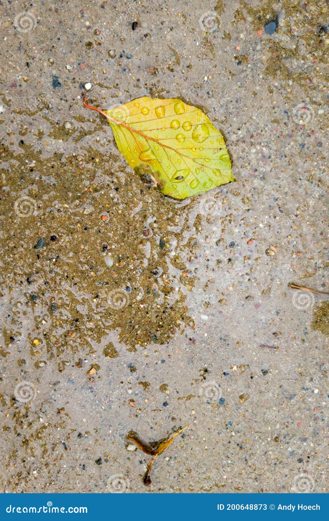 Leaf In A Puddle On The Asphalt. Reflection Of Trees In A Puddle ...