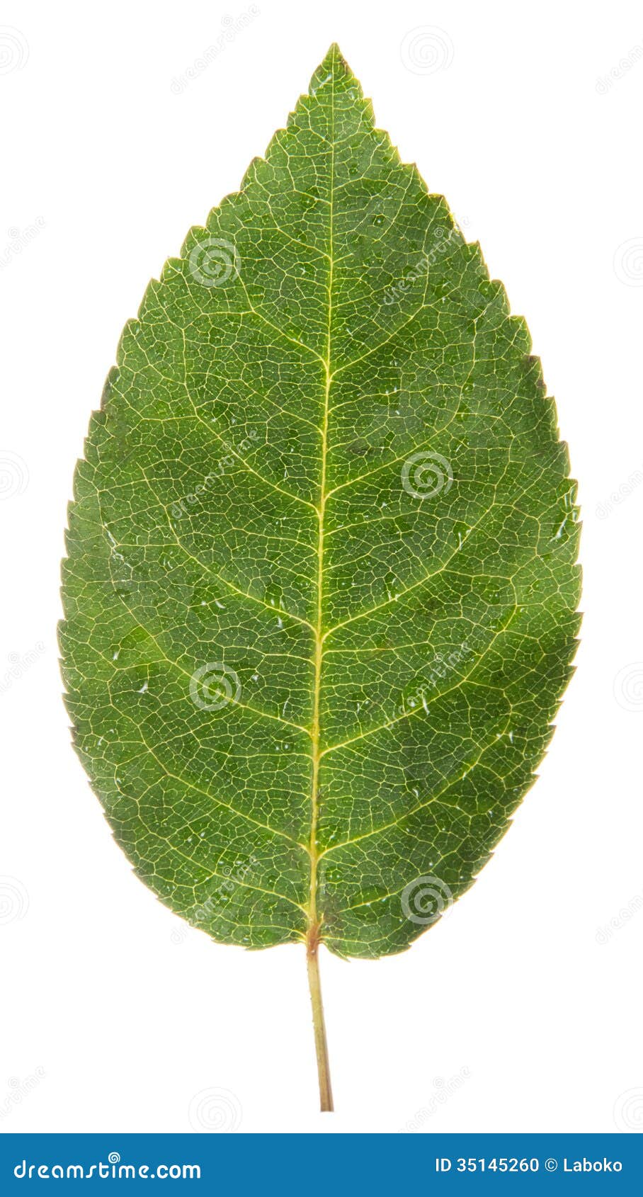 Single Leaf Of Rose Isolated On White Stock Photo - Image of image ...