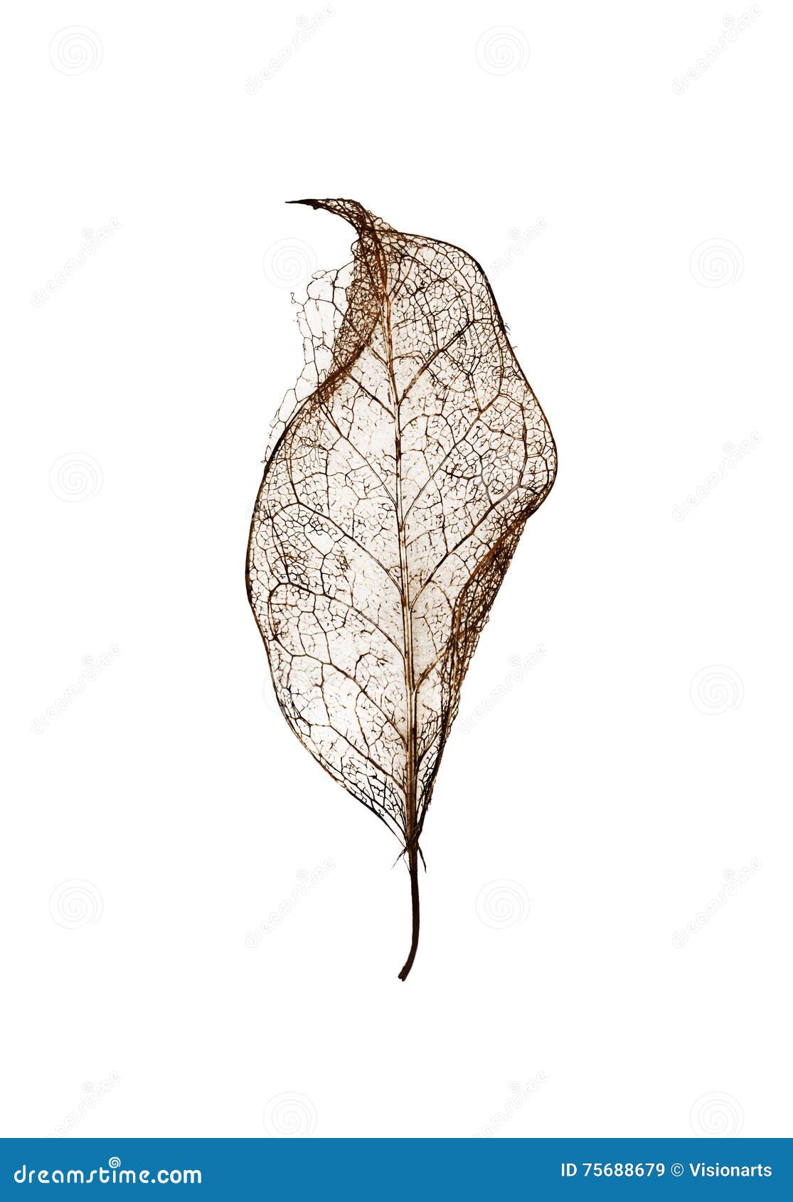 Single Leaf Skeleton with No Background Stock Image - Image of autumn ...