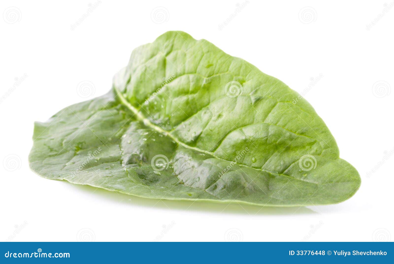 The Single Leaf of the Spinach Stock Photo - Image of single, heap ...