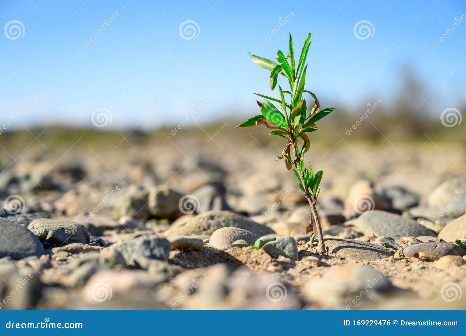 A Single Leaf Sprouting from Dry Floor Stock Photo - Image of fall ...