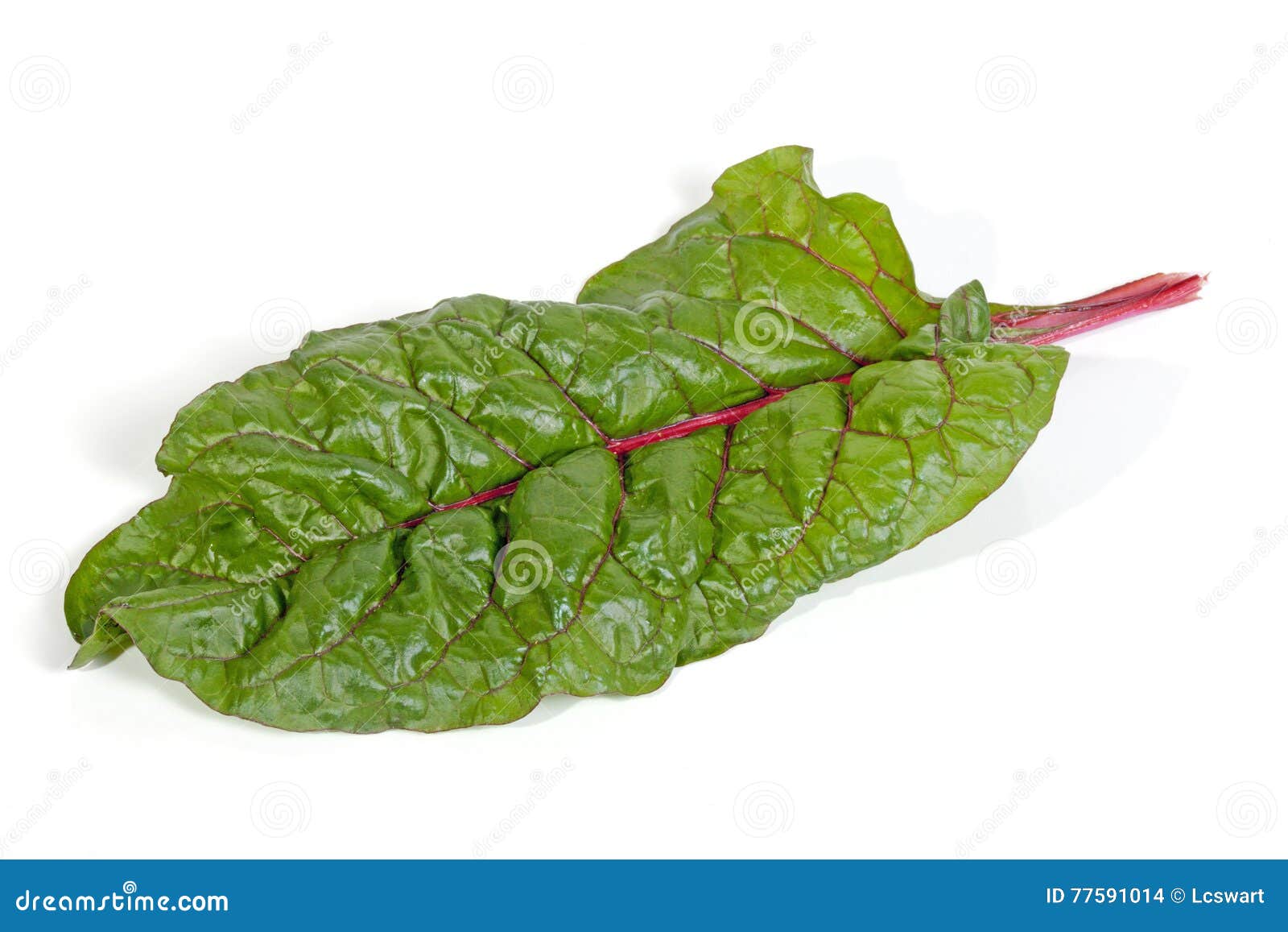 Single Leaf of Swiss Chard Spinach with Red Stem Stock Photo - Image of ...