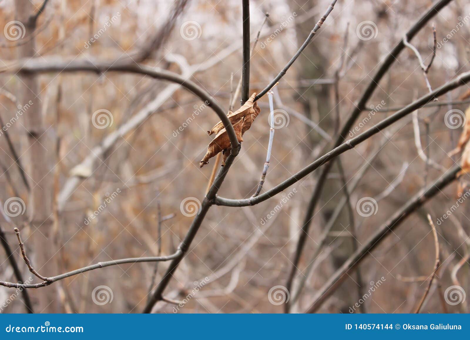 Single leaf on tree branch stock photo. Image of single - 140574144