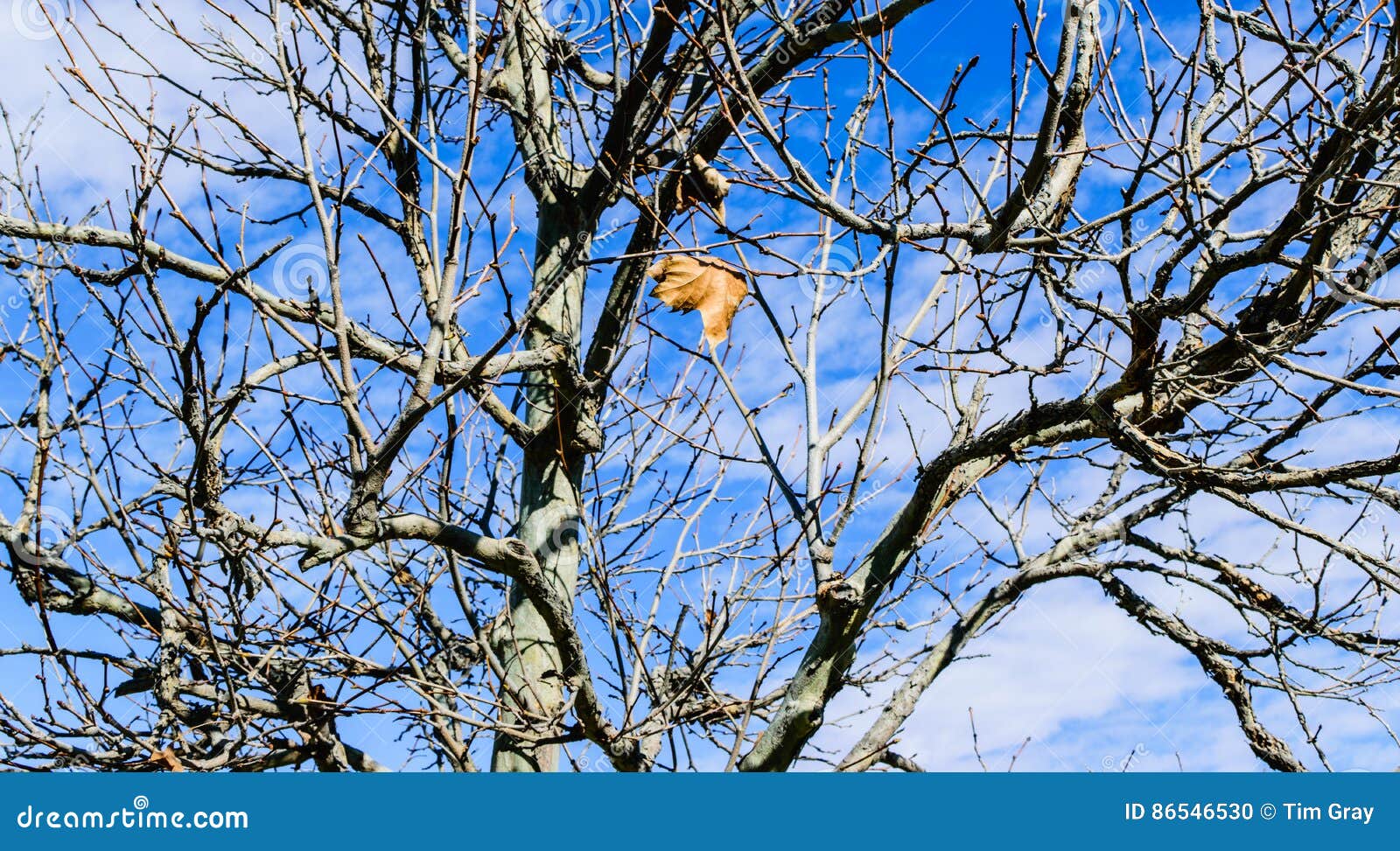 Single leaf in tree stock photo. Image of fall, tree - 86546530