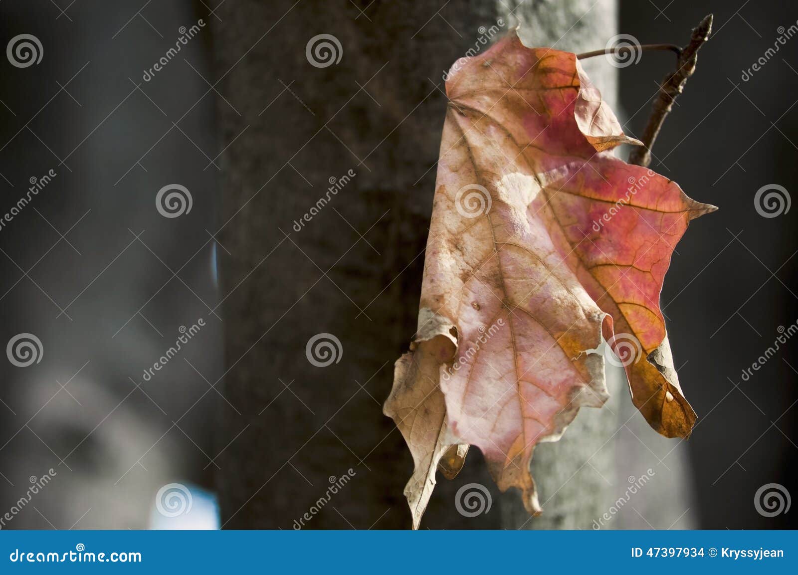 Single leaf on tree stock photo. Image of leaf, bright - 47397934