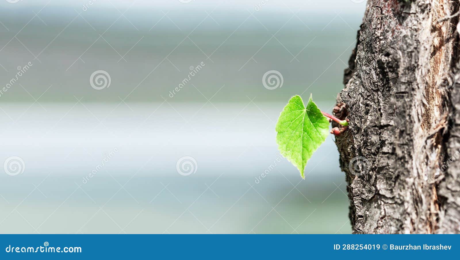 A Single Leaf on a Tree Trunk. the Concept of a New Life, Rebirth ...
