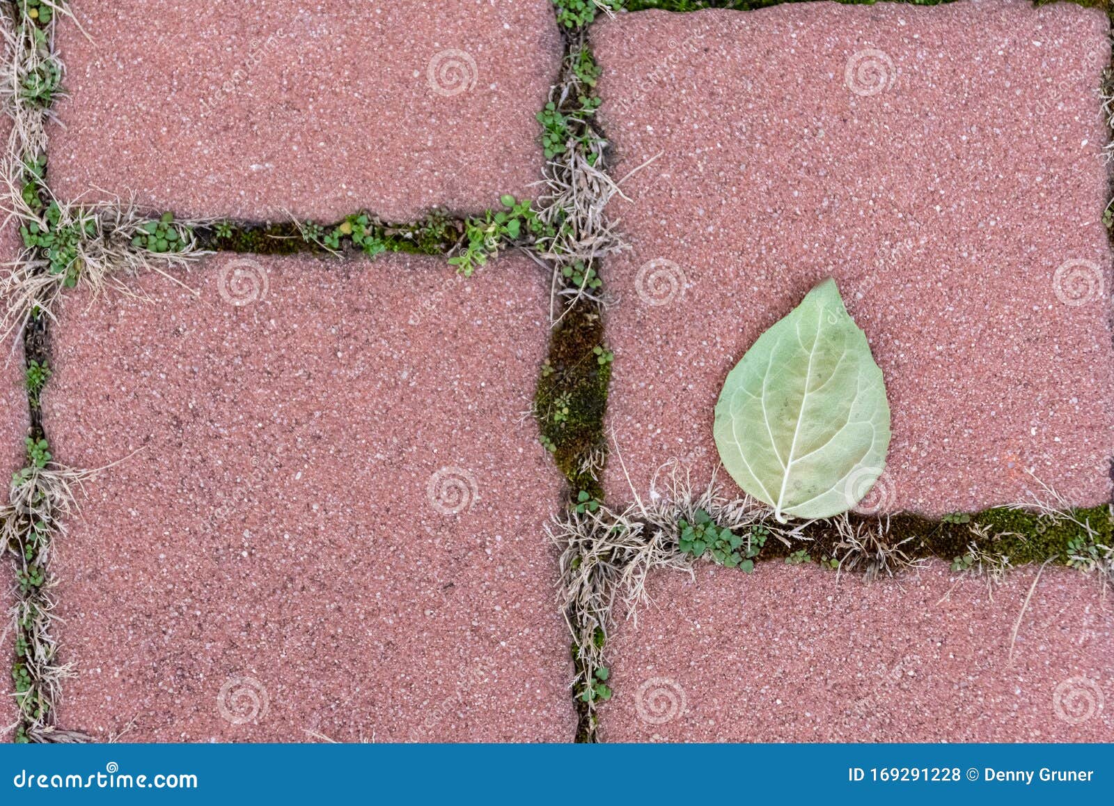 A single leaf on a walkway stock photo. Image of ground - 169291228