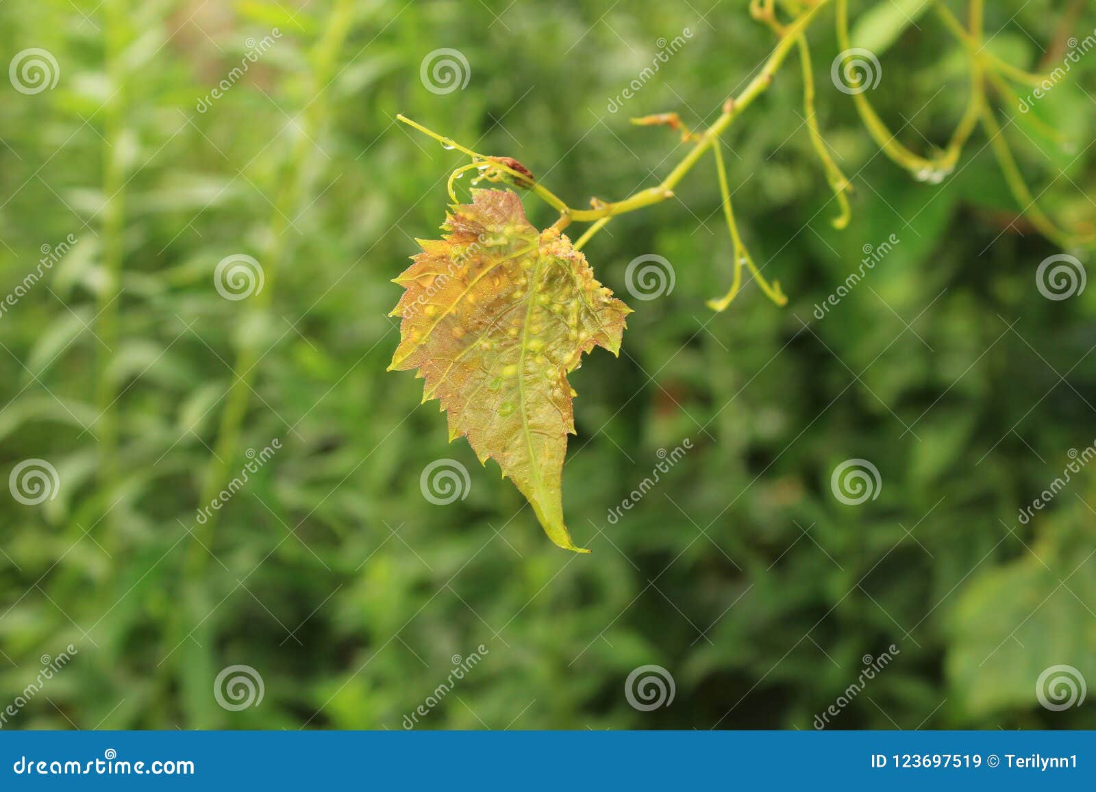 Single Leaf on a Wild Grape Vine Stock Image - Image of background ...