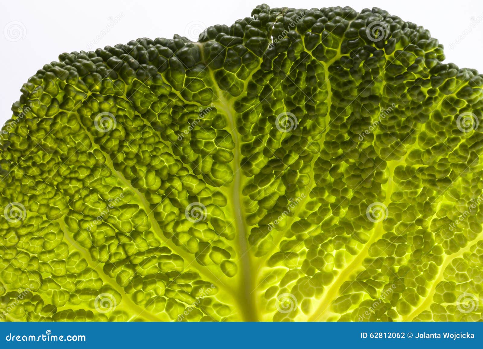 Single Leaf of Young Fresh Cabbage, Macro Stock Photo - Image of leaf ...