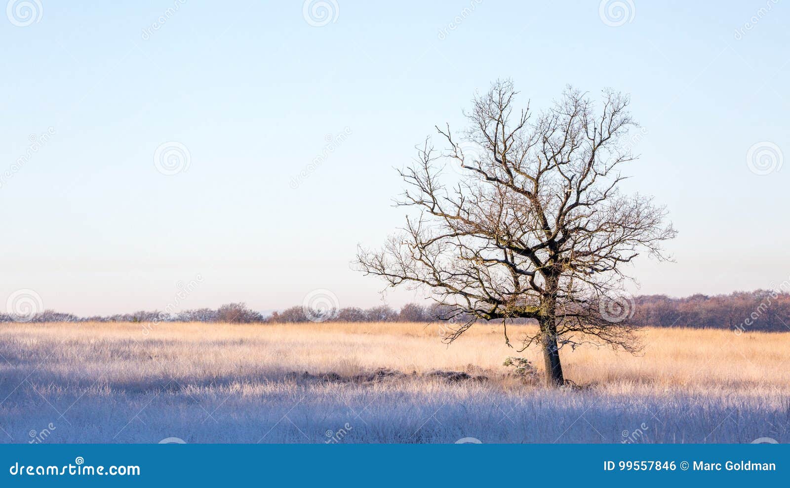 Single Leafless Tree in the Middle of a Field Stock Photo - Image of ...