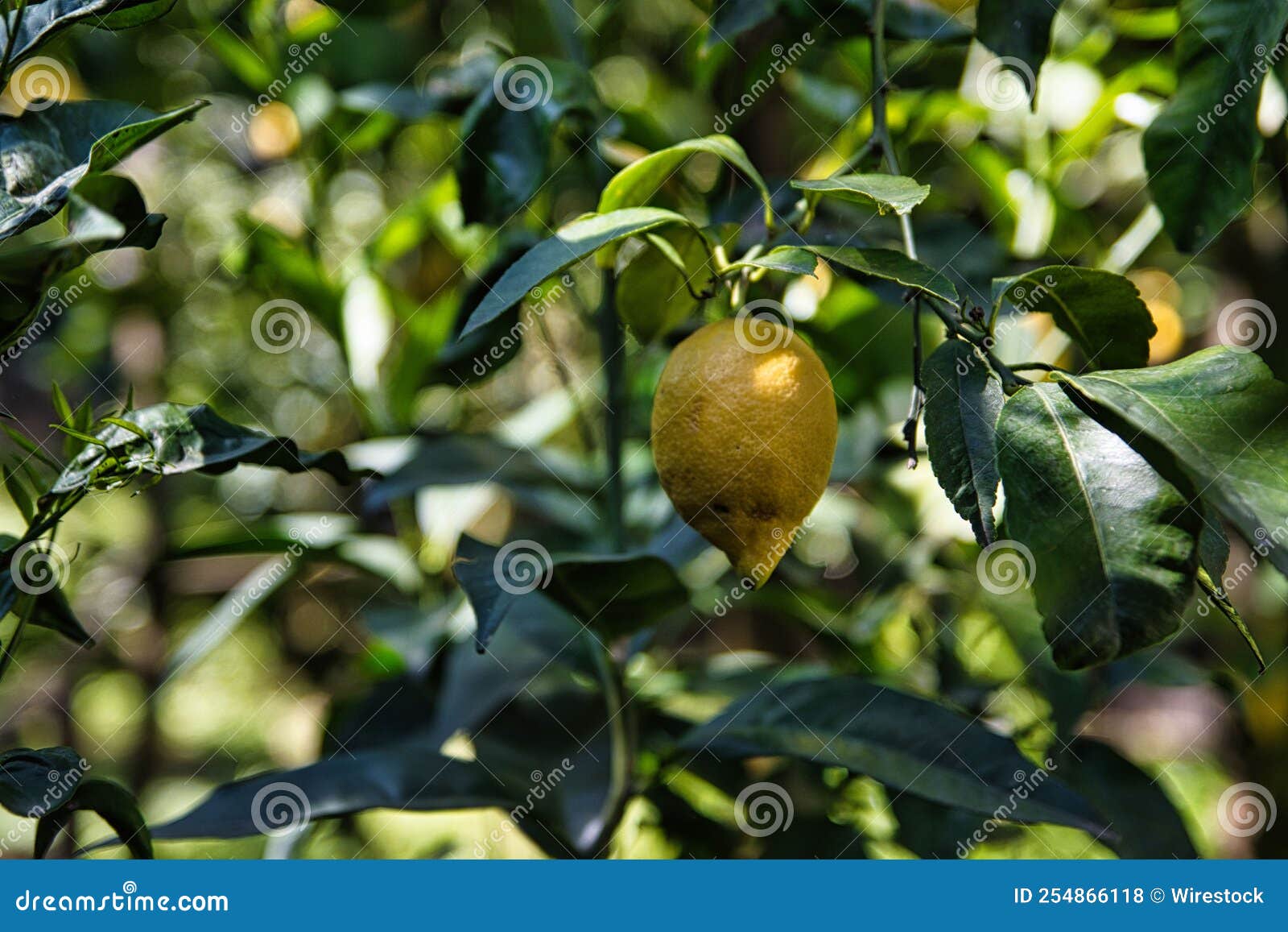Single Lemon on the Tree on a Background of Green Leaves Stock Photo ...