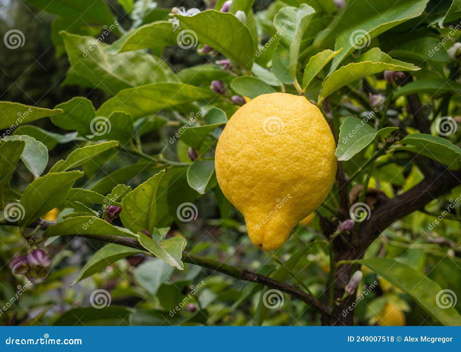 Single Lemon in a tree stock photo. Image of food, colorful - 249007518