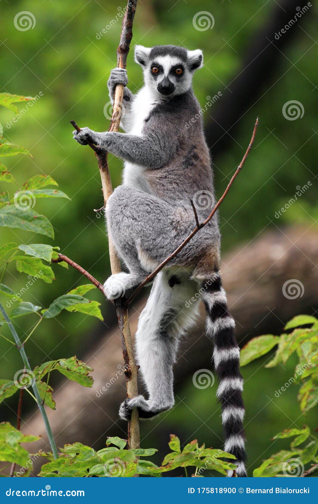 Katta In The Zoo Stock Photo | CartoonDealer.com #124482660